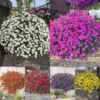 Calibrachoa Super Calita Collection | J Parker Dutch Bulbs