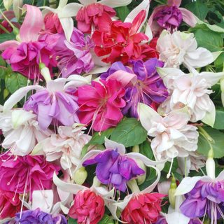 Giant Trailing Fuchsias Mixed | J Parker Dutch Bulbs