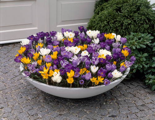 Buy Large Flowering Crocus Mix | J Parker Dutch Bulbs