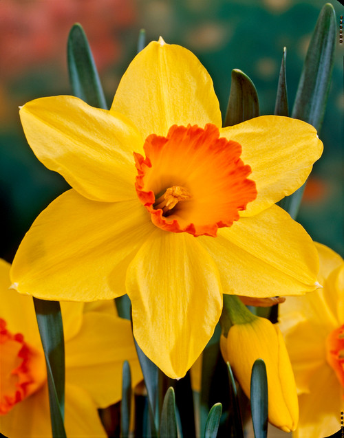 Narcissus Red Devon | Daffodil 'Red Devon' | J.Parker's
