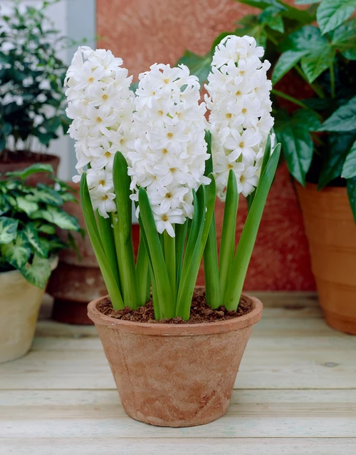 Buy Hyacinth Aiolos 17/18cm | J Parker Dutch Bulbs