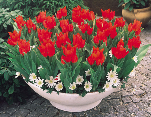 Buy Tulip Praestans Fusilier at jparkers.co.uk