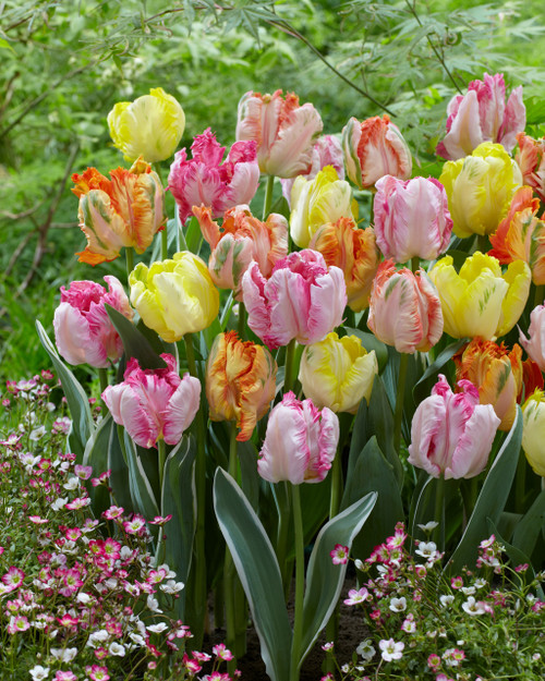Buy Parrot Tulips Mixed 10/11cm at jparkers.co.uk