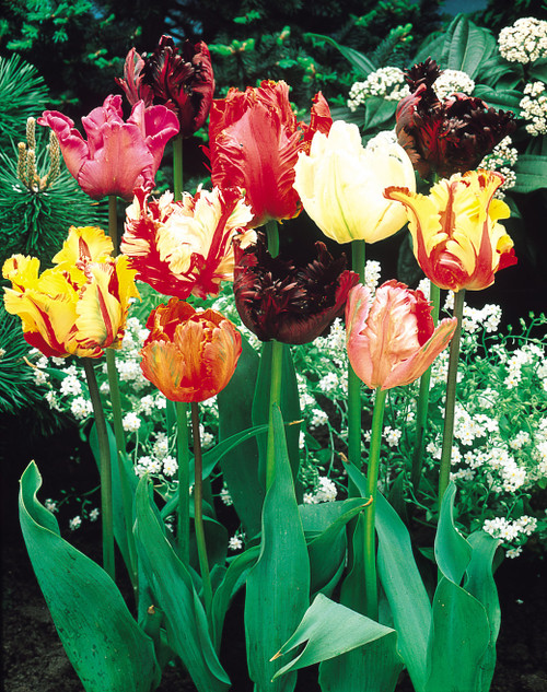 Buy Parrot Tulips Mixed 10/11cm at jparkers.co.uk