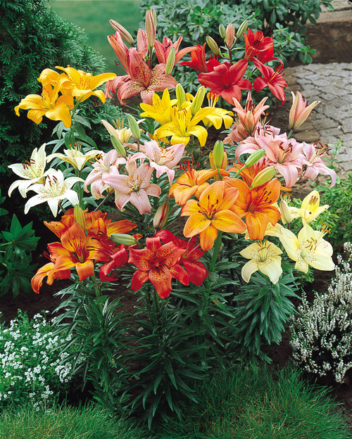 Lily Asiatic Mixed | J Parker Dutch Bulbs