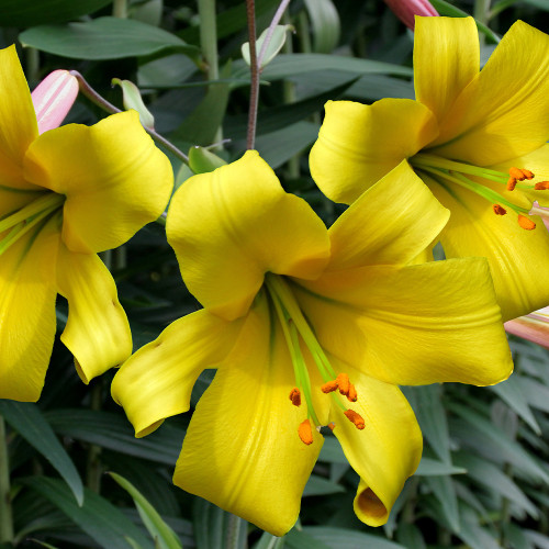 Buy Lily Golden Splendour Bulbs | J Parker Dutch Bulbs