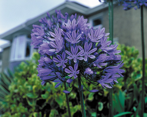 Agapanthus Blue Peter | J Parker Dutch Bulbs