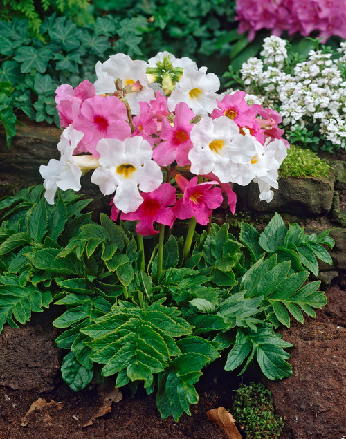 Incarvillea Delavayi | J Parker Dutch Bulbs