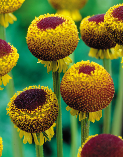 Helenium Autumn Lollipop | J Parker Dutch Bulbs