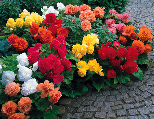 Begonia Non-Stop Mixed 3/4cm | J Parker Dutch Bulbs
