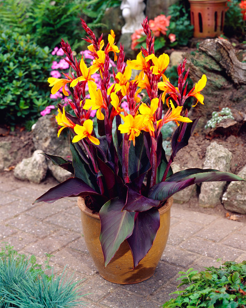 Canna Semaphore | J Parker Dutch Bulbs