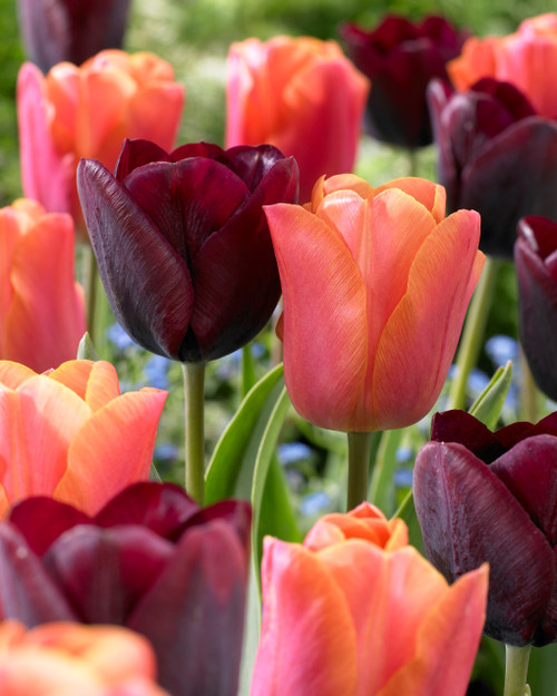 Buy Tulip Jimmy at jparkers.co.uk