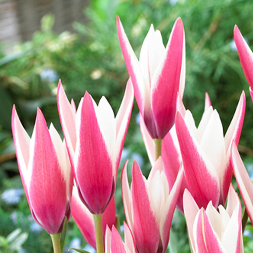Buy Tulip Peppermint Stick 5/6cm at jparkers.co.uk