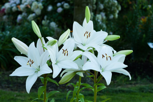 Lily Bright Diamond - J Parker Dutch Bulbs