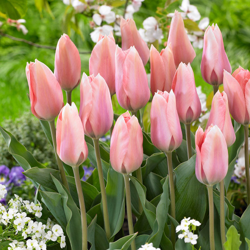 Buy Tulip Poco Loco at jparkers.co.uk
