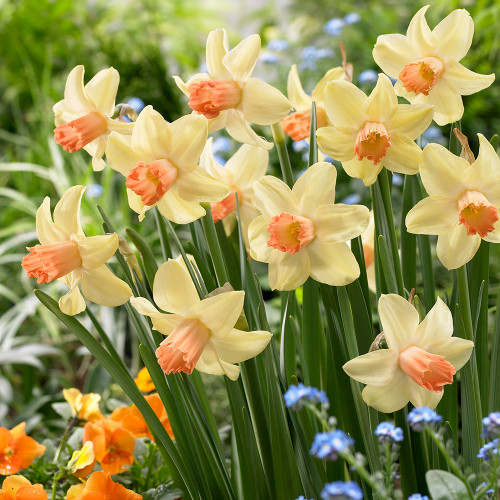 Narcissus Prototype | Daffodil 'Prototype' | J.Parker's