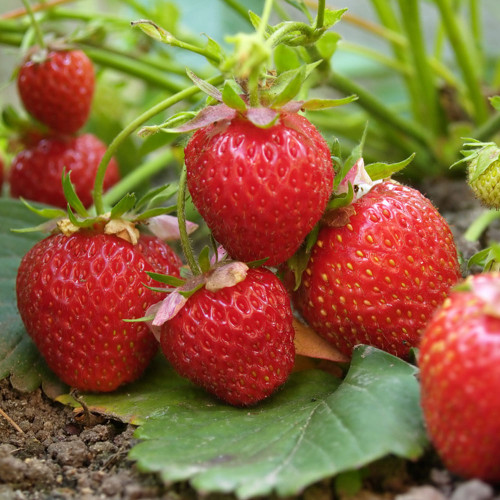 Shop Sixty Day Strawberry Plants | J. Parker's