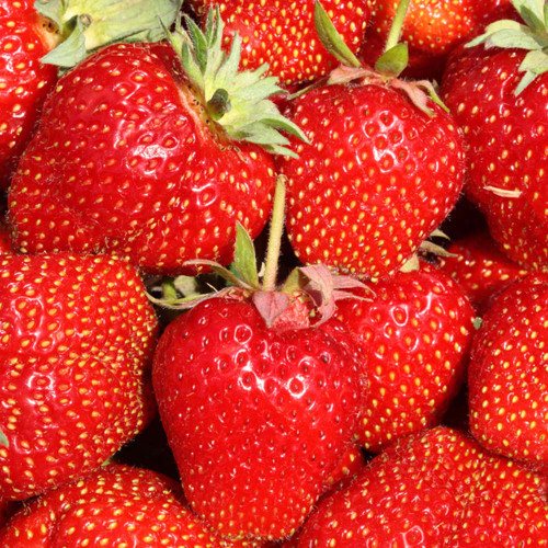 Shop Sixty Day Strawberry Plants | J. Parker's
