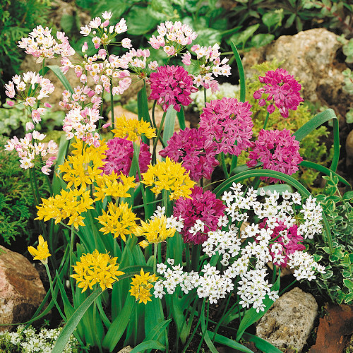 Buy Allium Small Flowering Mixed | J Parker Dutch Bulbs