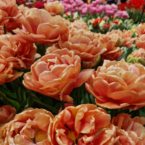 Buy Tulip Copper Image at jparkers.co.uk