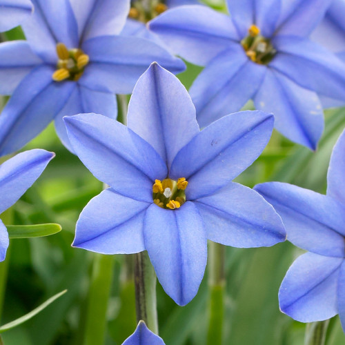 Shop Ipheion (Spring Starflower) Uniflorum Jessie | J. Parker's Dutch Bulbs