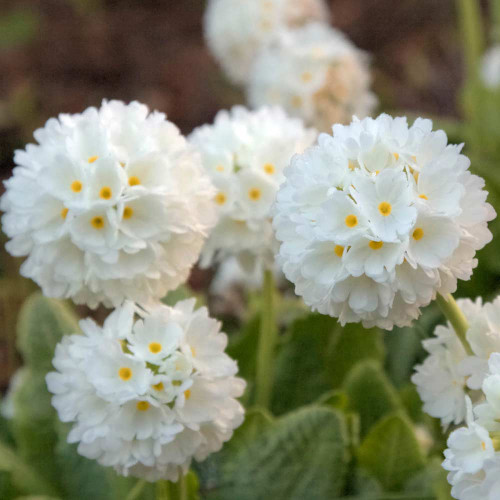 Primula Denticulata Alba | J Parker Dutch Bulbs