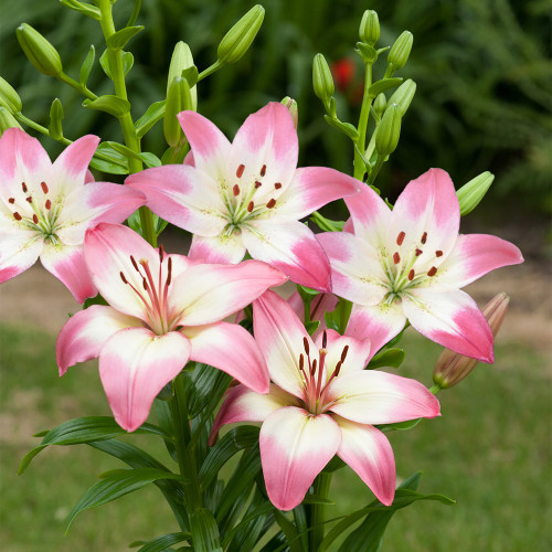 Lilium Levi | J Parker Dutch Bulbs