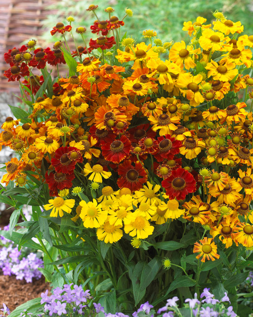 Helenium Mixed (7cm Modules) | J Parker Dutch Bulbs