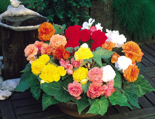 Shop Begonia Non Stop Mixed 5/6cm | J. Parker's