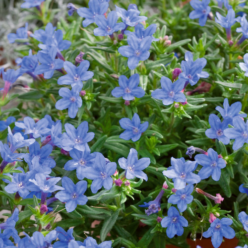 Buy Lithodora diffusa 'Heavenly Blue' at jparkers.co.uk
