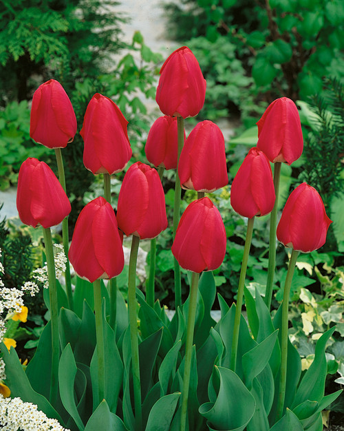 Tulip Spring Song | J Parker Dutch Bulbs