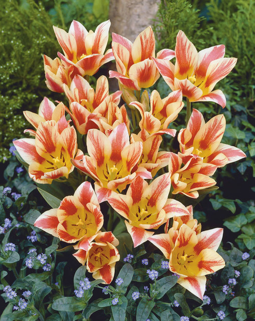 Buy Tulip 'Quebec' (Saver Sized Bulbs) at jparkers.co.uk