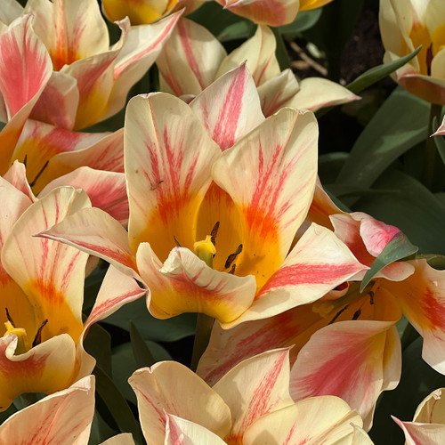 Buy Tulip 'Quebec' (Saver Sized Bulbs) at jparkers.co.uk