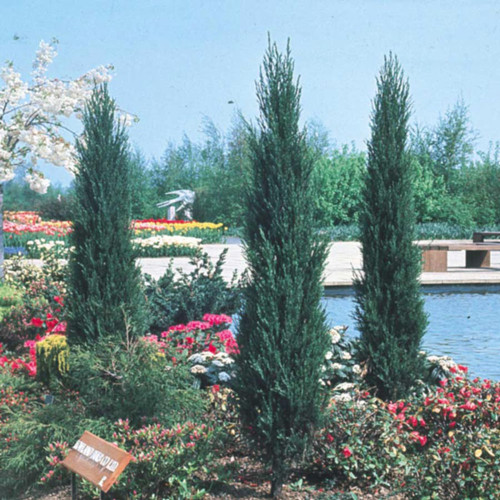 Buy Juniperus Scopulorum Skyrocket | J Parkers