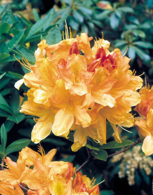 Buy Azalea Mollis Anneke Shrub | J Parker Dutch Bulbs