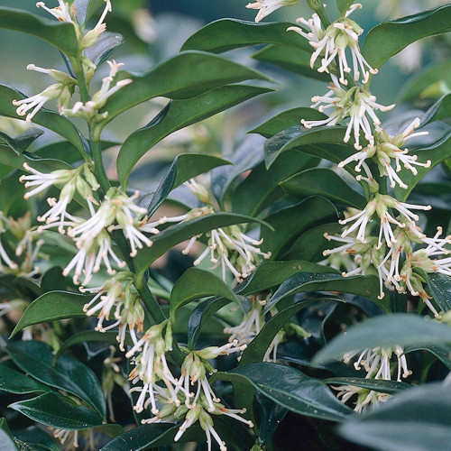 Buy Sarcococca (Sweet Box) hookeriana humilis | J Parker's Dutch Bulbs