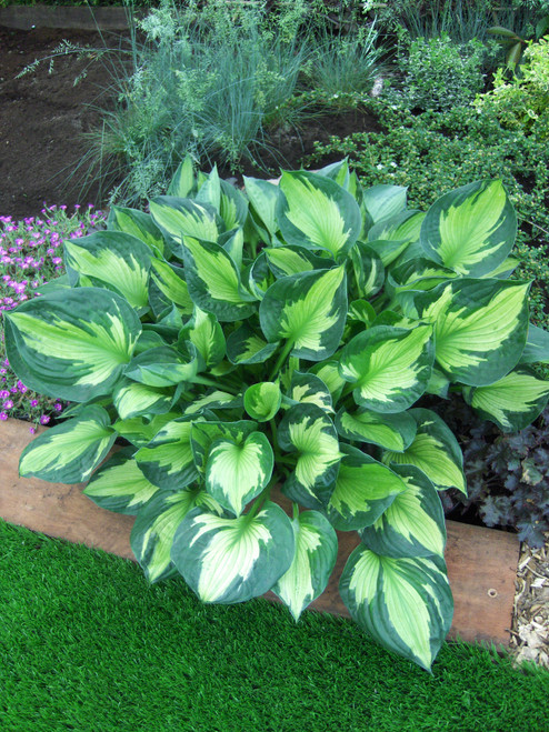 Hosta Whirlwind | J Parker Dutch Bulbs