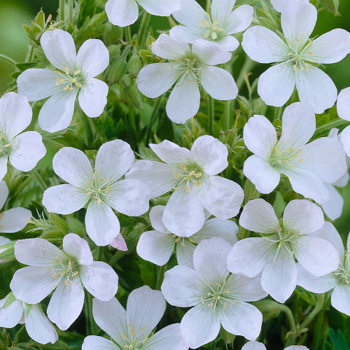 Shop Geranium sanguineum 'Album' | J. Parker's