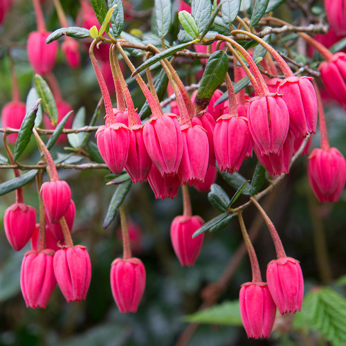 Crinodendron Hookerianum C2 - JParkers