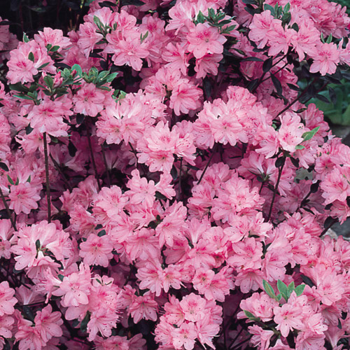 Azalea Japonica Collection - JParkers