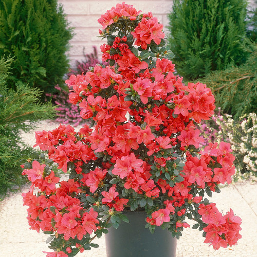 Azalea Japonica Collection - JParkers
