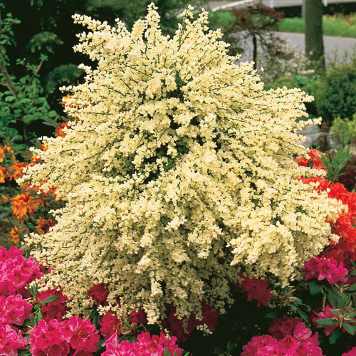 Cytisus Collection - JParkers