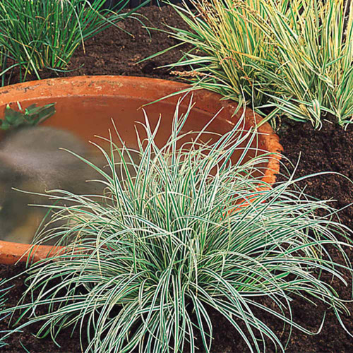 Shop Grass Ornamental Collection from J. Parker's