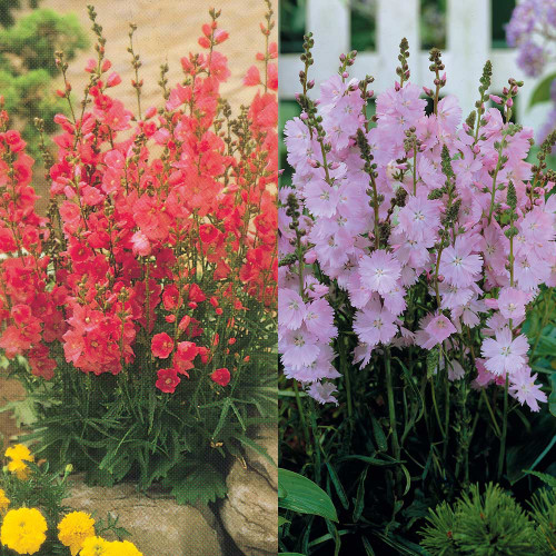 Sidalcea Collection - JParkers