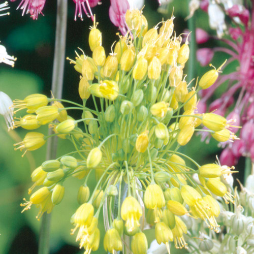 Firework Allium Collection - JParkers