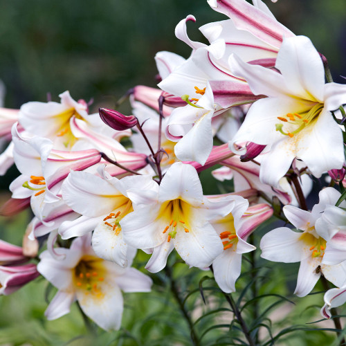 Trumpet Lily Collection - JParkers