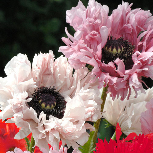 Papaver orientals Frilled Collection - JParkers