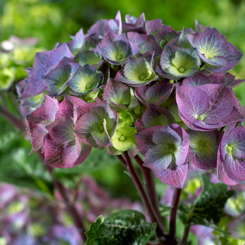 Hydrangea Black Steel Collection - JParkers