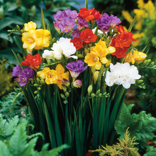 Single/Double Freesias Mix Collection - JParkers