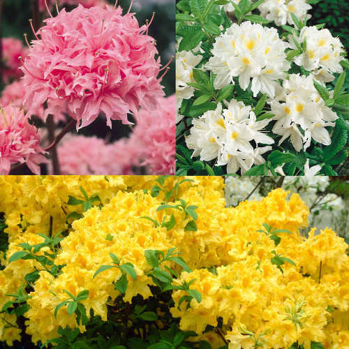 Azalea Knap Hill Collection - JParkers